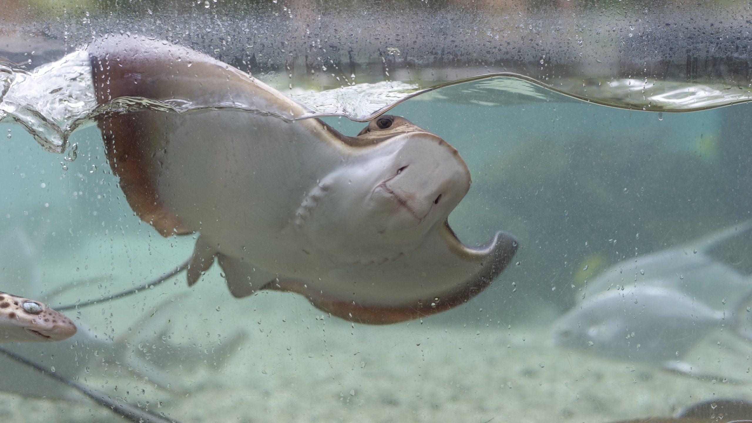 Keeper POV: Feeding and Scrubbing Stingray Bay · Tennessee Aquarium Keeper POV: Feeding and Scrubbing Stingray Bay · Tennessee Aquarium