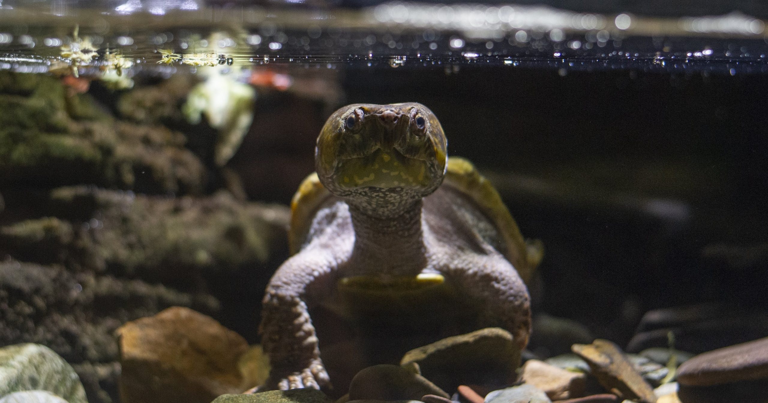 Chinese Big-headed Turtle · Tennessee Aquarium Chinese Big-headed Turtle · Tennessee Aquarium