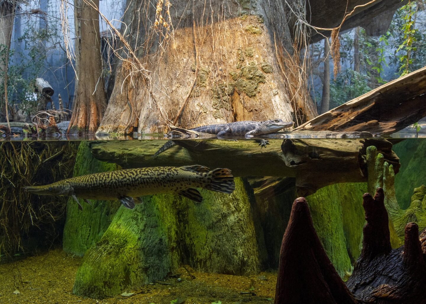 Alligator Gar - Tennessee Aquarium