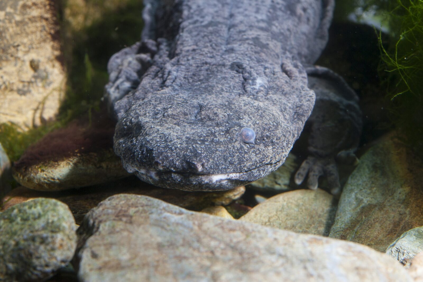 Hellbender - Tennessee Aquarium