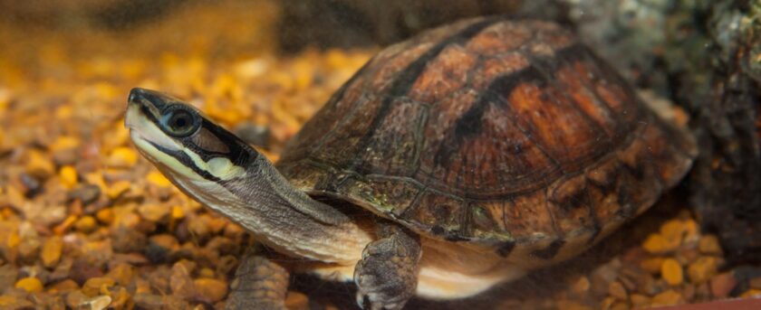 Chinese Three-striped Box Turtle - Tennessee Aquarium