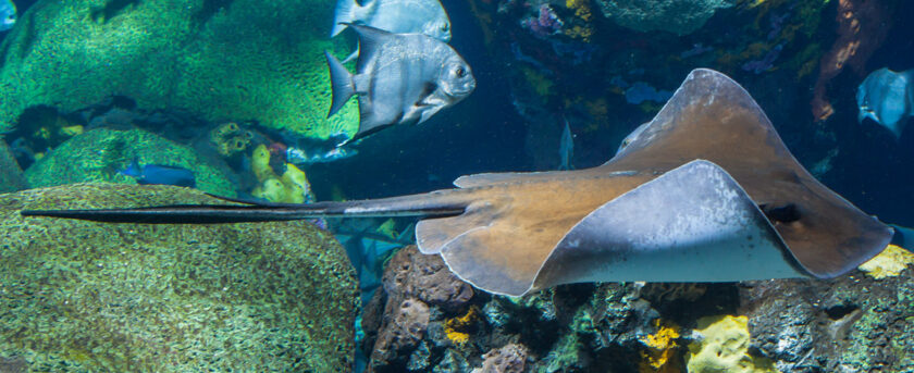 Secret Reef Cam - Tennessee Aquarium