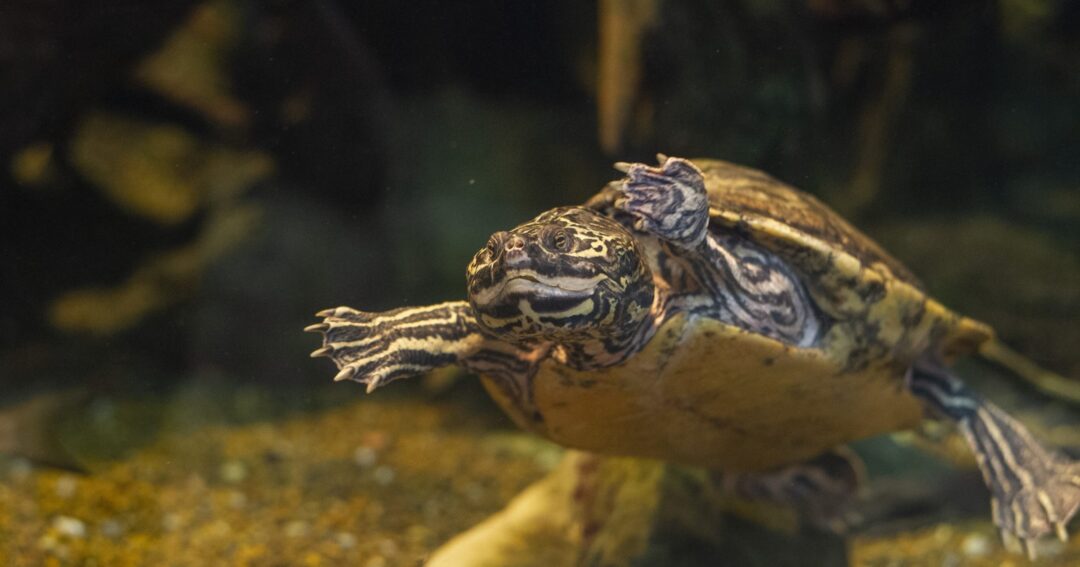 Eastern Box Turtle - Tennessee Aquarium