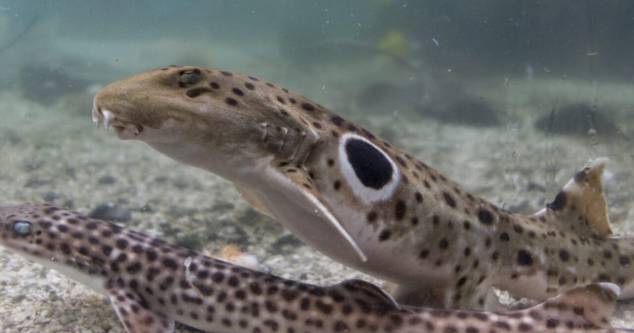 Epaulette Shark - Tennessee Aquarium