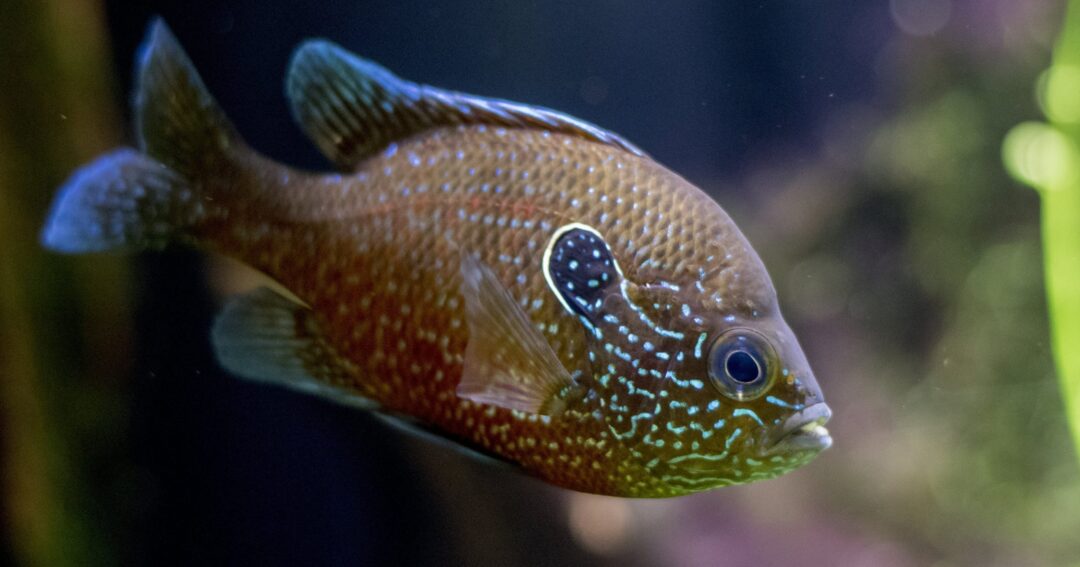 Longear Sunfish - Tennessee Aquarium
