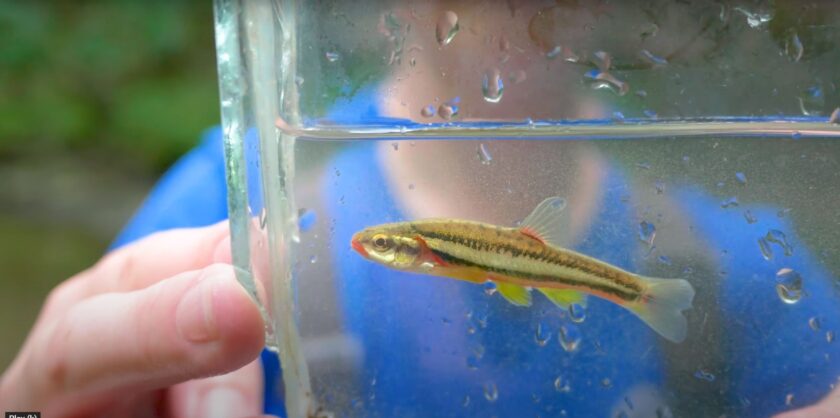 Working with farmers to save one of America's most-endangered fish ...