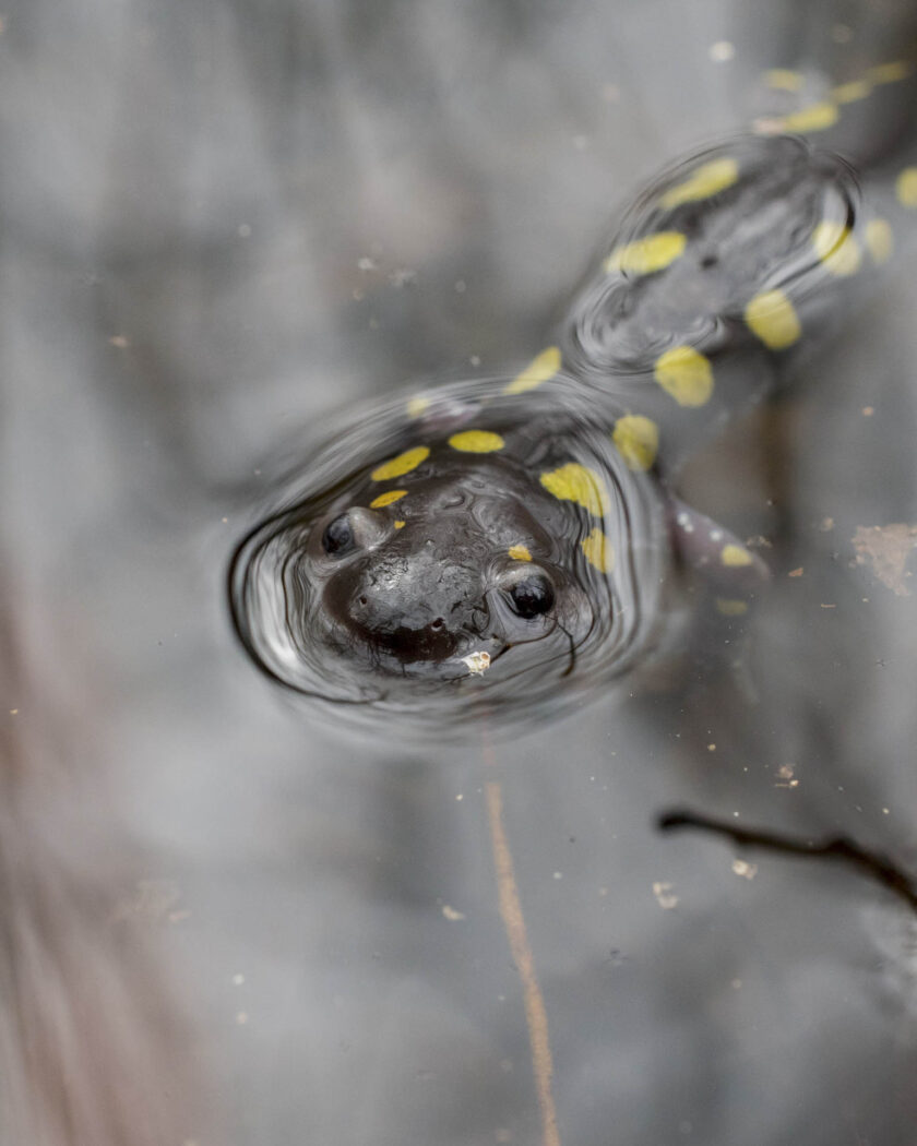 The fascinating connection between salamanders and temporary wetlands ...