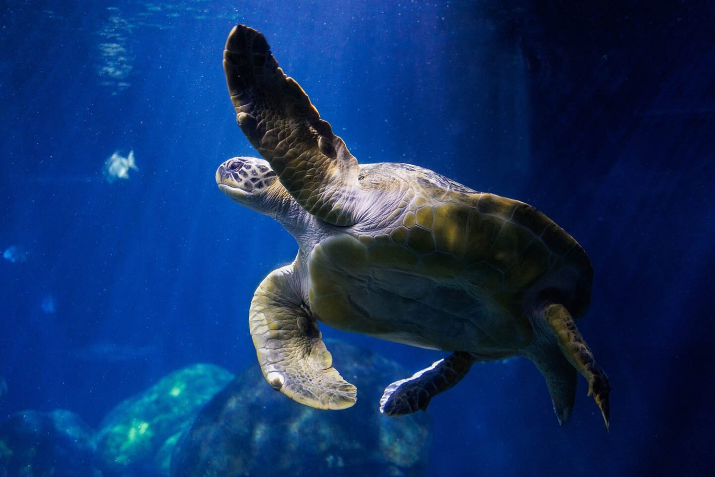 Secret Reef - Tennessee Aquarium
