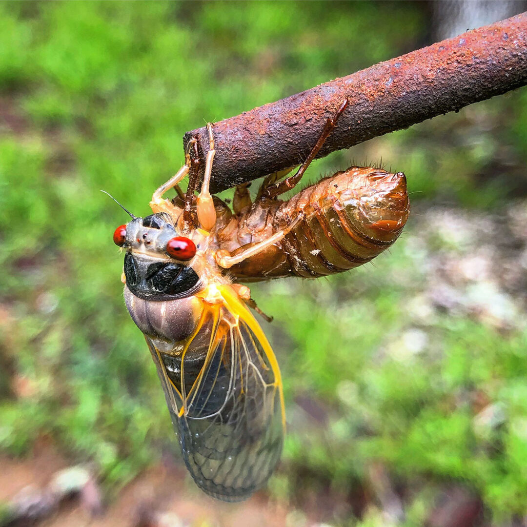 They’re here – the Great Southern Brood of Cicadas emerges - Tennessee ...