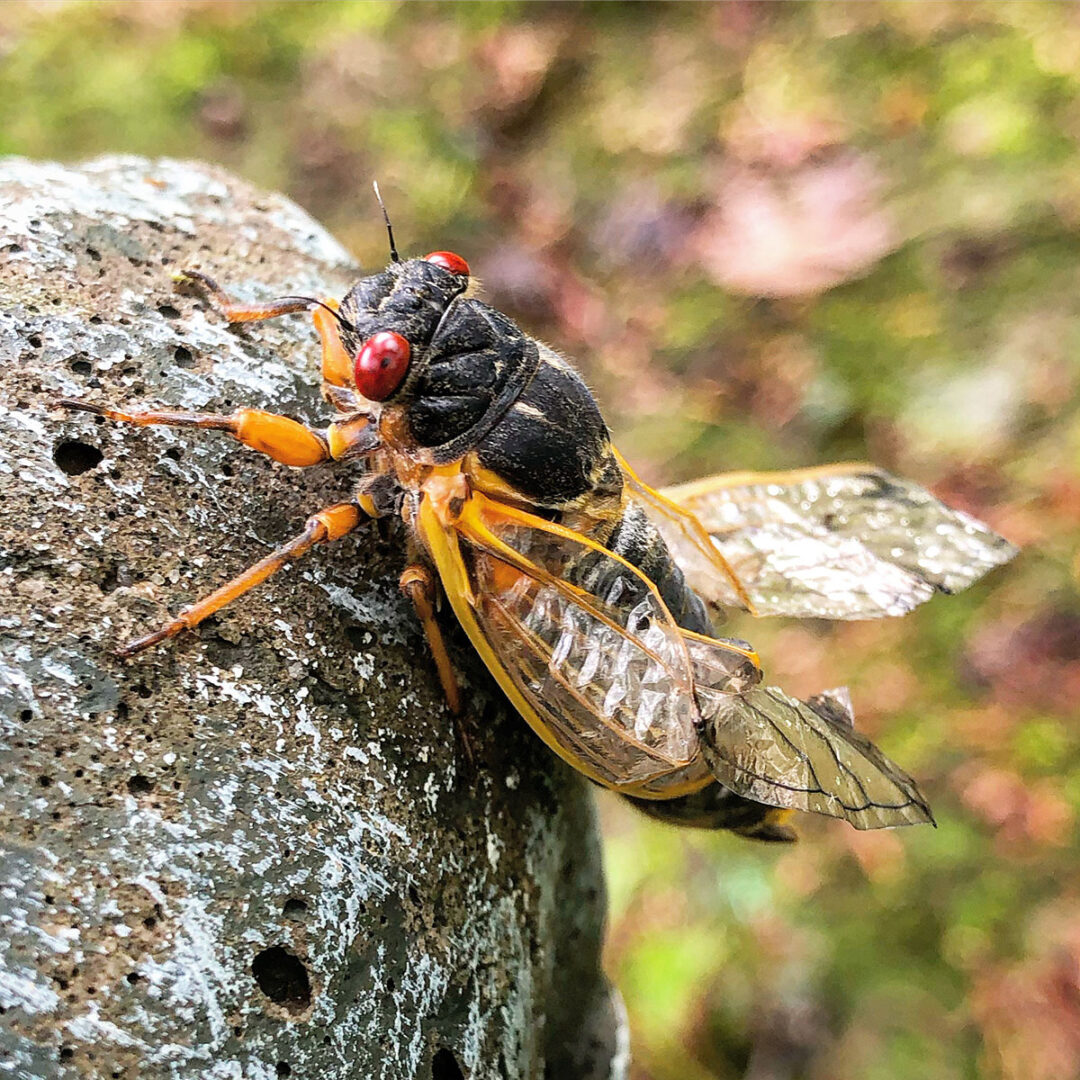 They’re here – the Great Southern Brood of Cicadas emerges - Tennessee ...