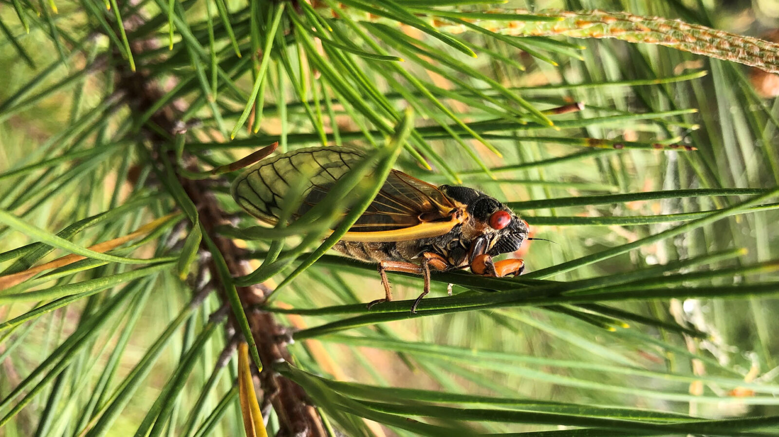They’re here – the Great Southern Brood of Cicadas emerges - Tennessee ...