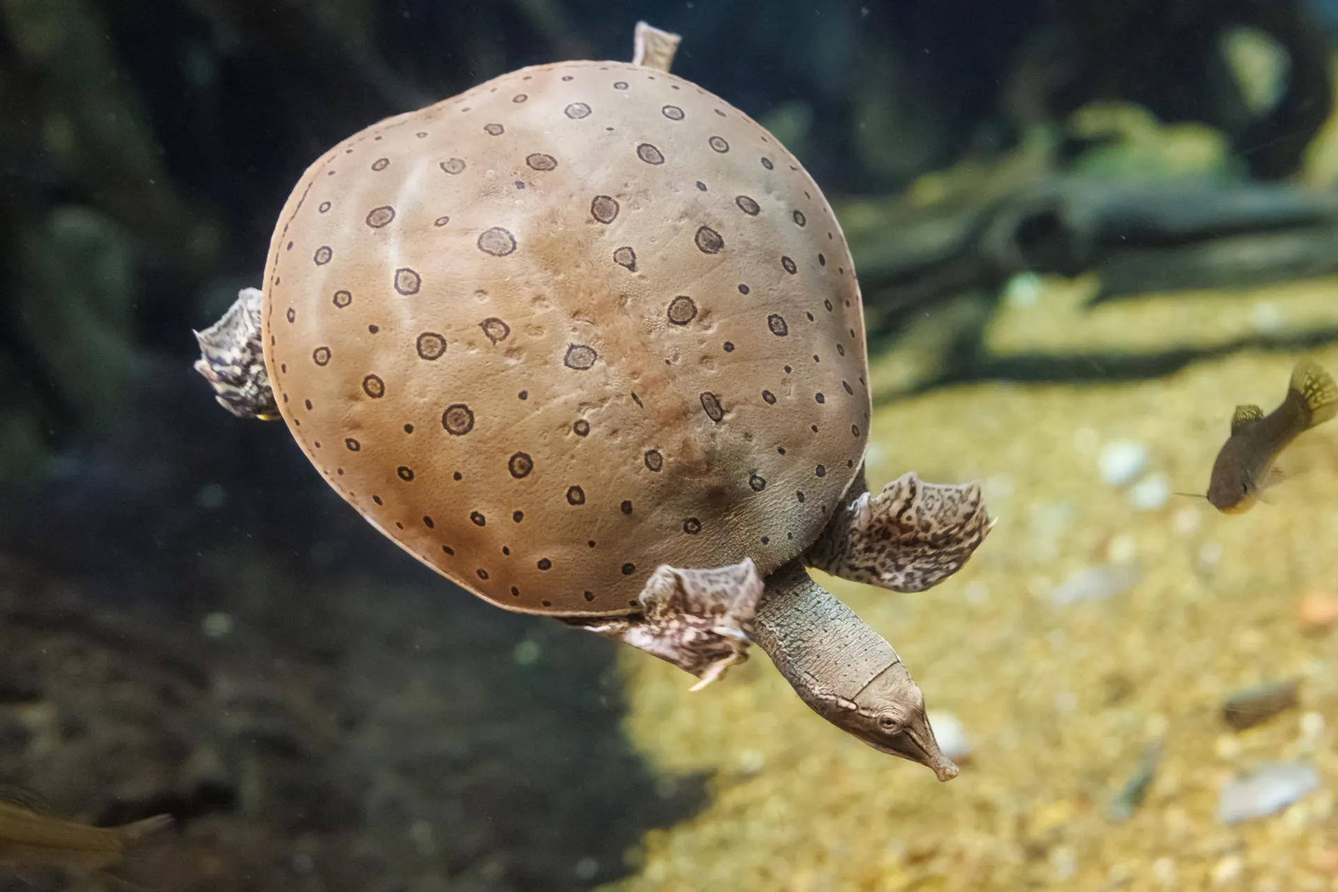 “Butt breathing” (and other ways animals endure the cold) - Tennessee ...