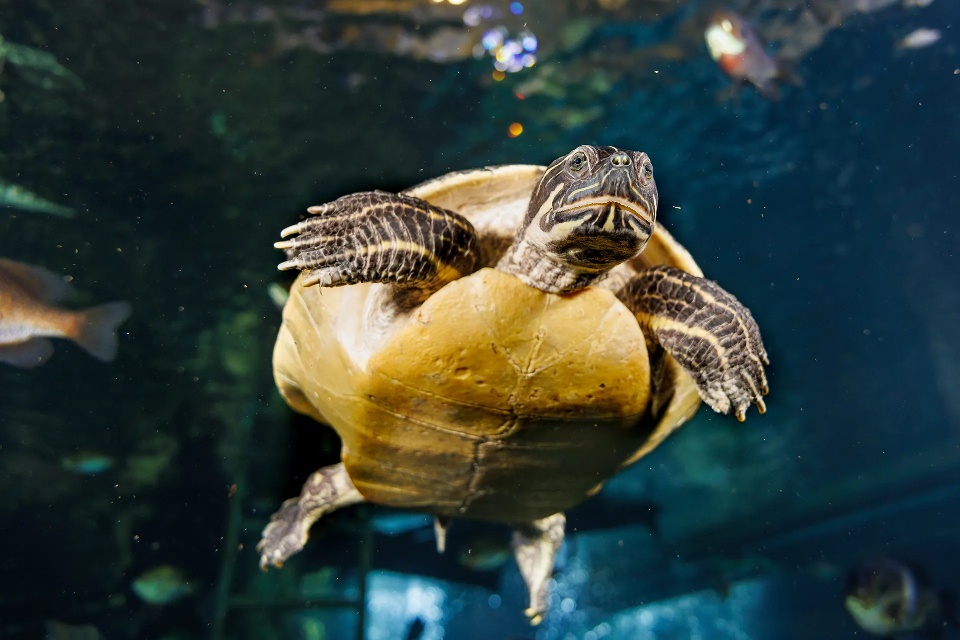 “Butt breathing” (and other ways animals endure the cold) - Tennessee ...